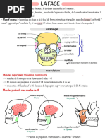 Anatomie et fonction de la parotide | PDF | Anatomie | Anatomie humaine