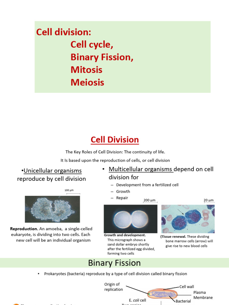 Module II - 4 - Cell Division | PDF | Meiosis | Chromosome