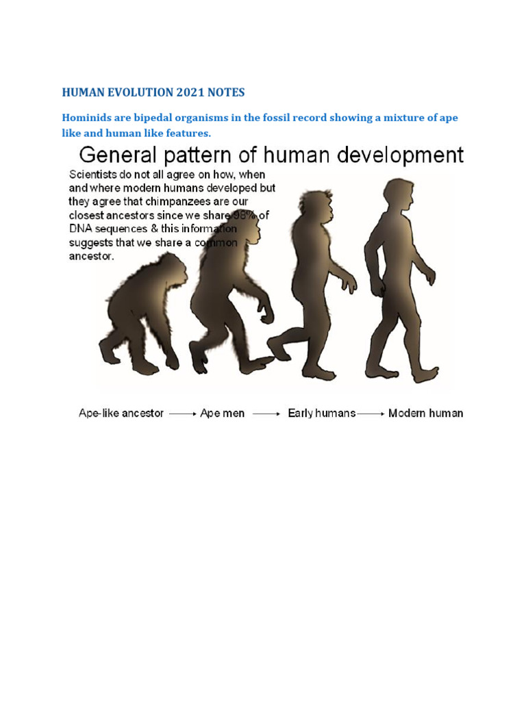 Human Evolution Notes | PDF | Homo | Bipedalism