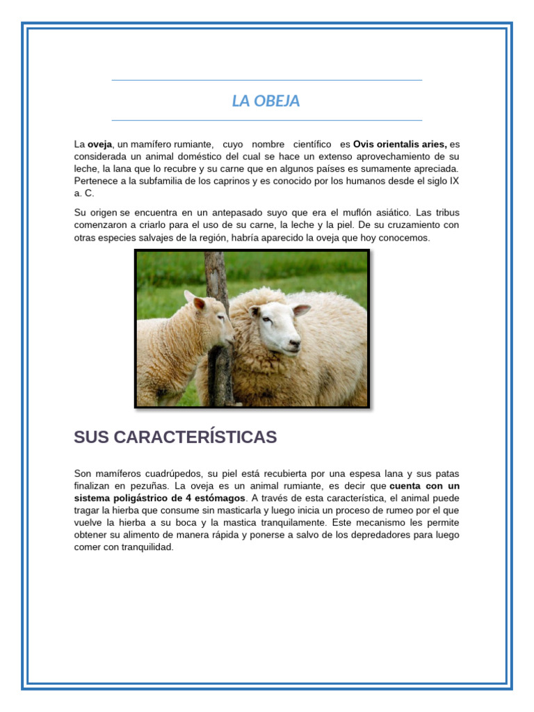 Características y cría de ovejas | PDF | Oveja | Biología