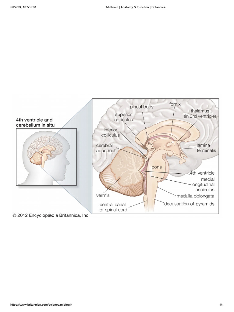 Midbrain _ Anatomy & Function _ Britannica | PDF