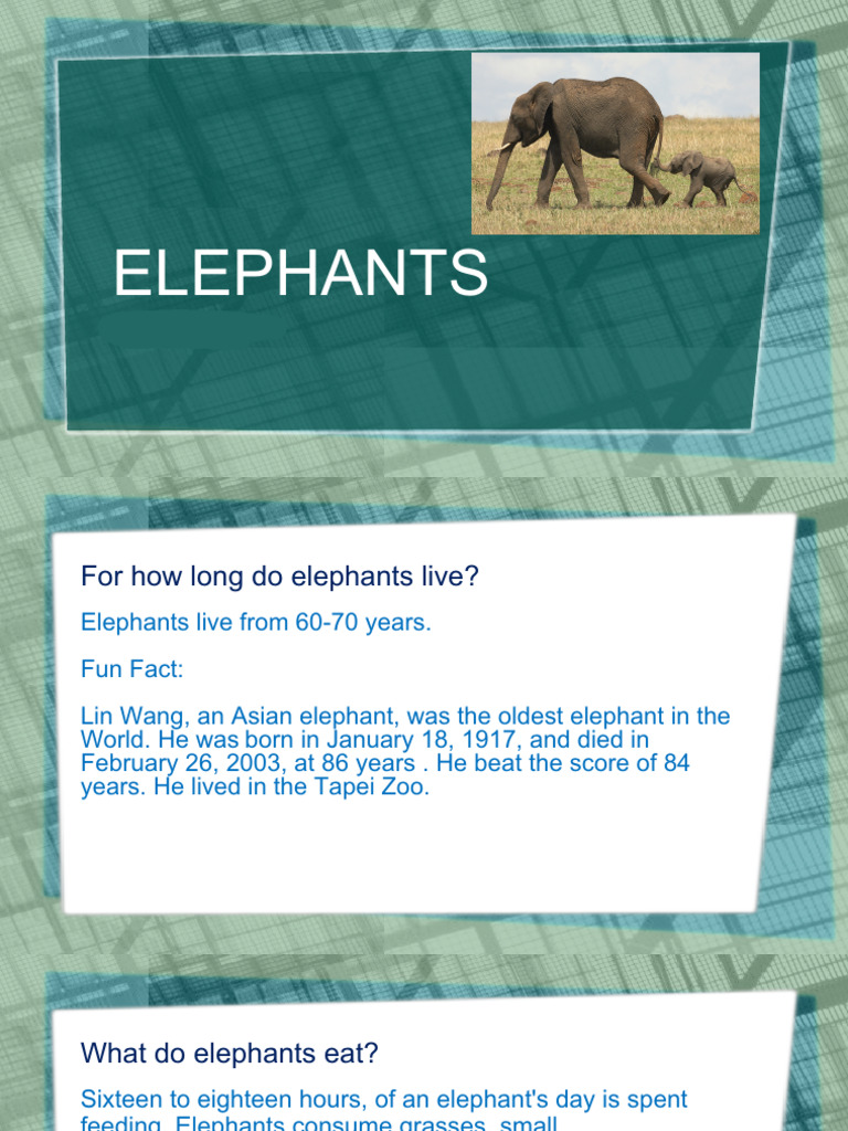 Elephants! | PDF