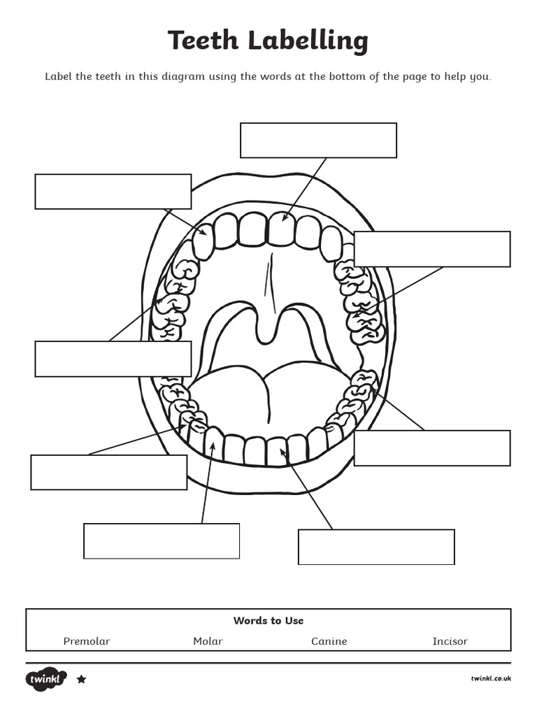 Teeth Labelling Guide and Answers | PDF