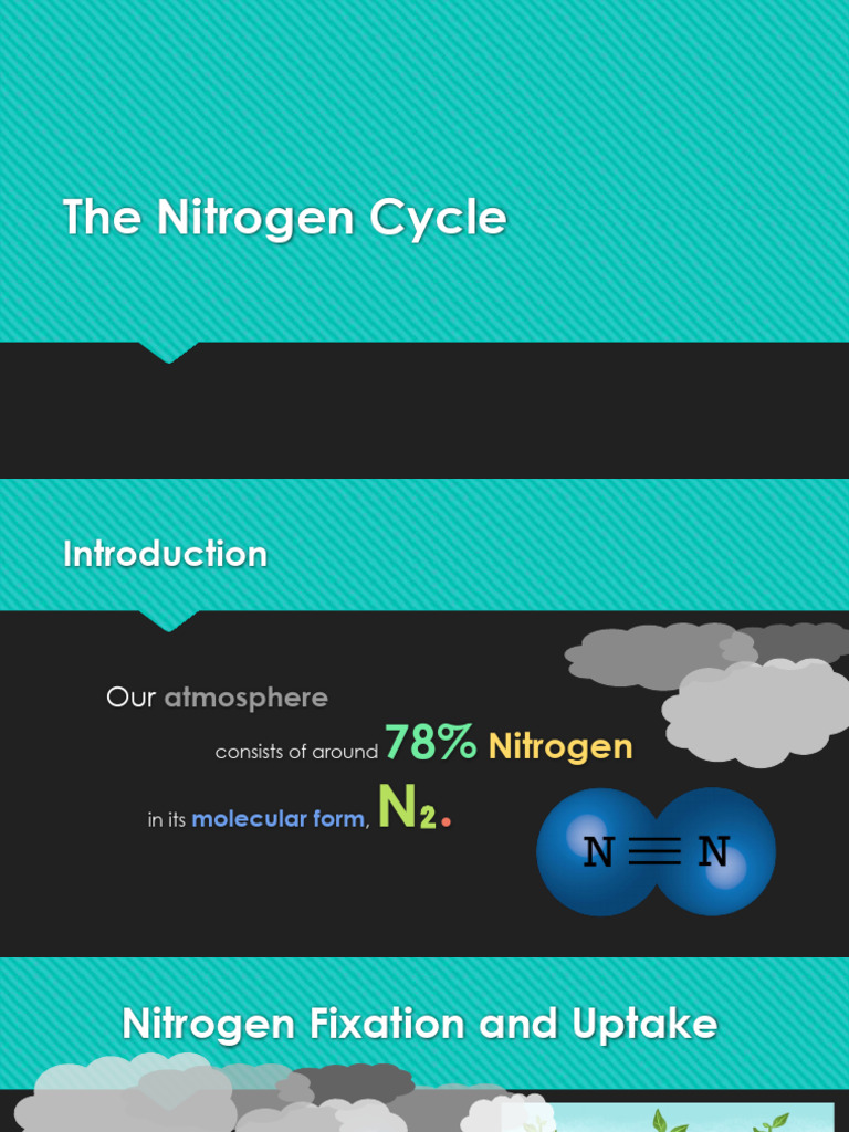 The Nitrogen Cycle | PDF | Biology | Nitrogen