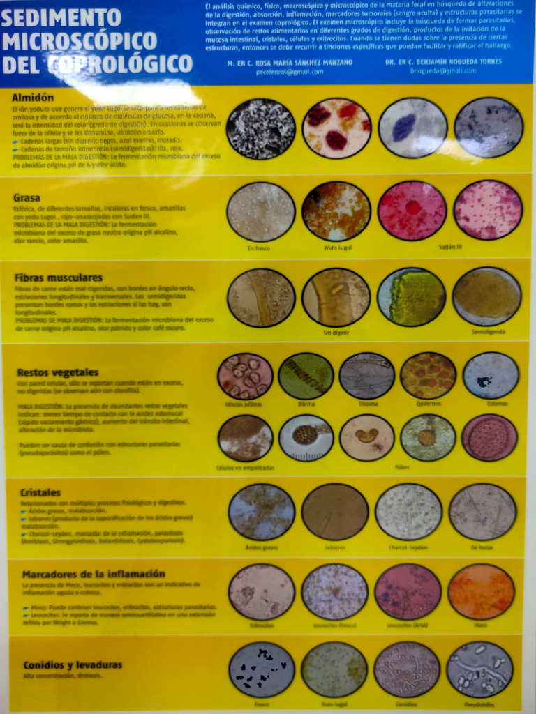 Análisis Coprológico: Almidón y Fibras | PDF | Digestión | Almidón
