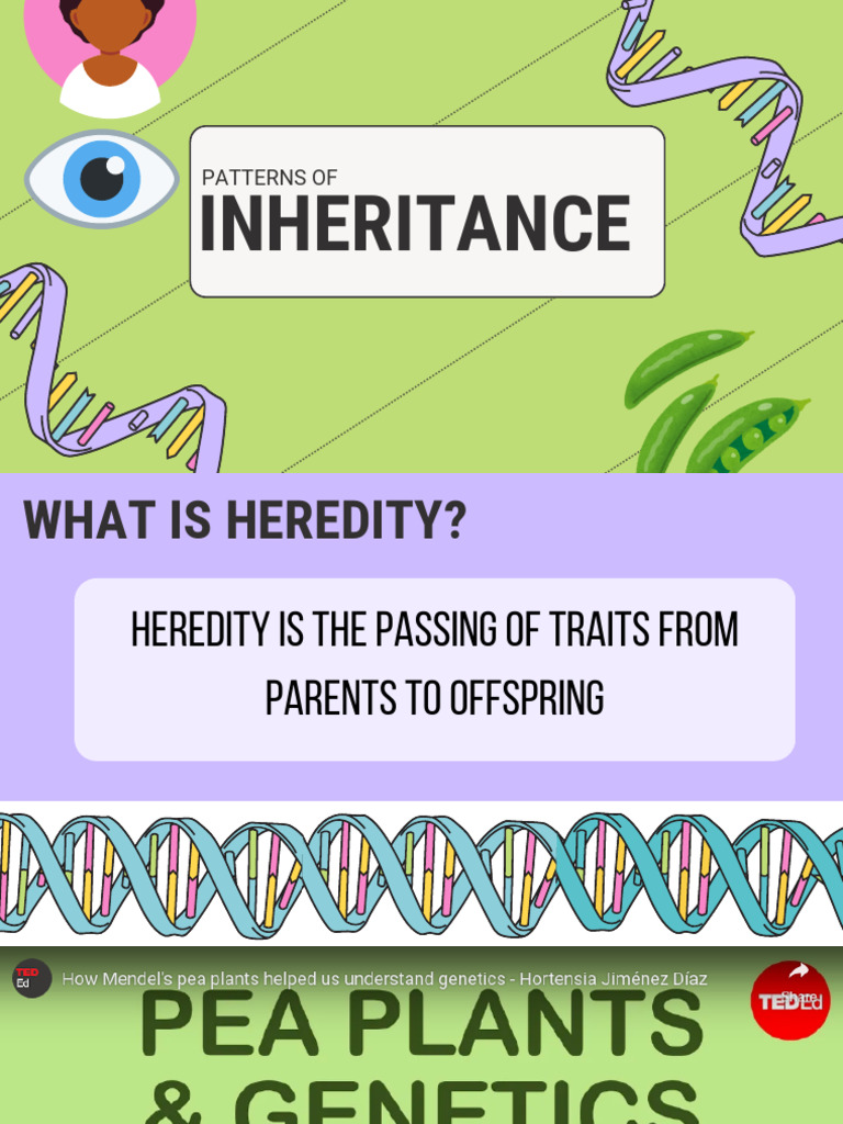Understanding Heredity and Alleles | PDF