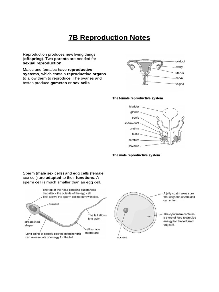 Mammal Reproduction and Development Guide | PDF | Reproductive System ...