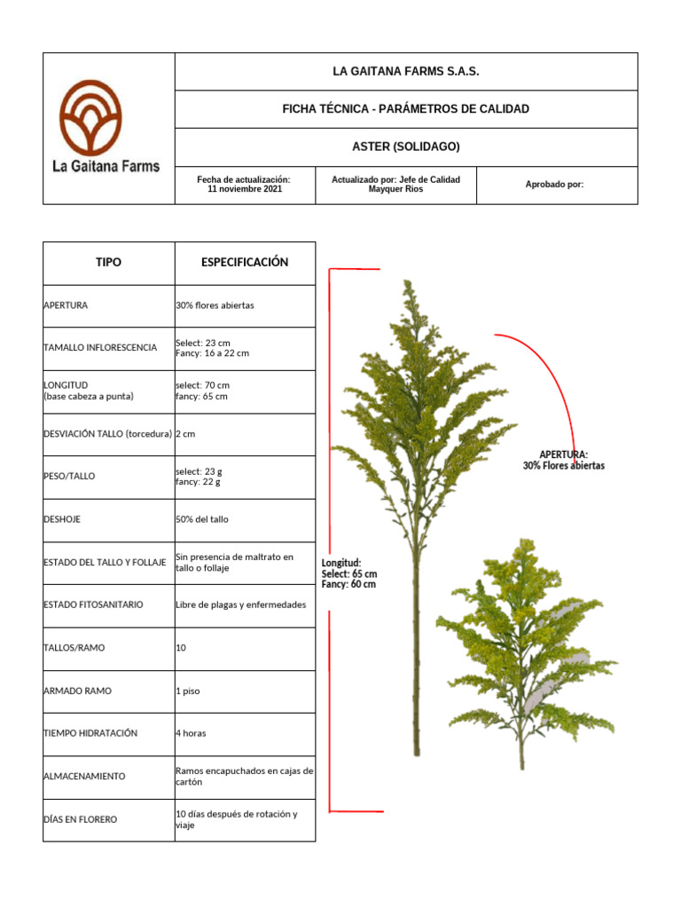 Ficha Técnica Aster (Solidago) - Completo | PDF