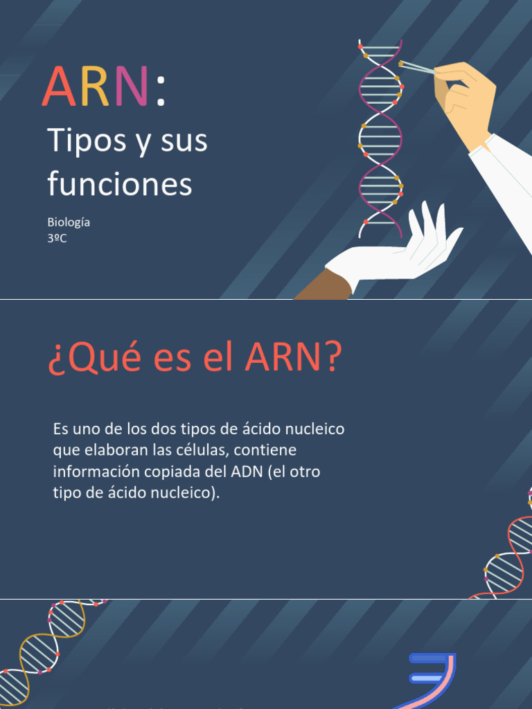 ARN TIPOS Y FUNCIONES | PDF