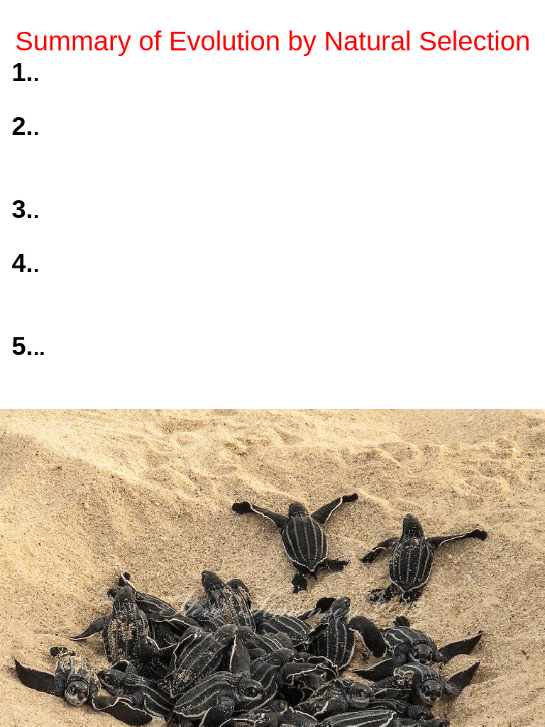 Natural Selection: Key Evolution Steps | PDF