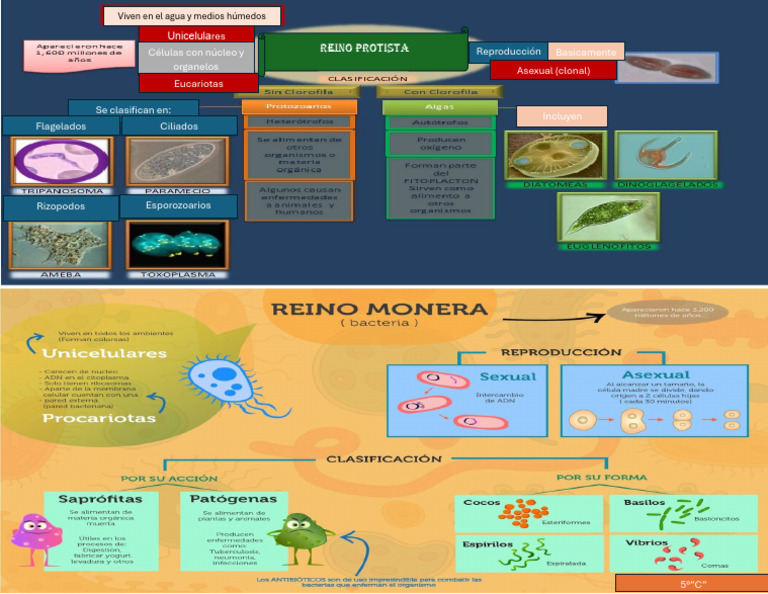 Reinos Monera y Protista | PDF
