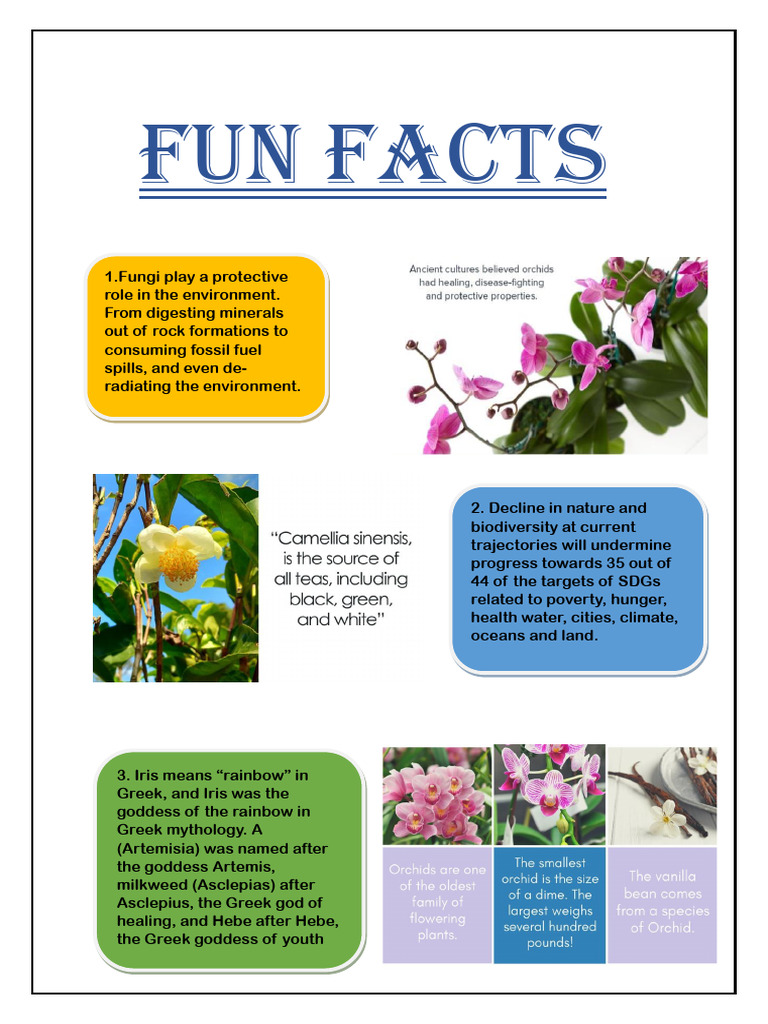 Fun facts | PDF