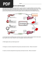 Blood Glucose Homeostasis Flowchart | PDF