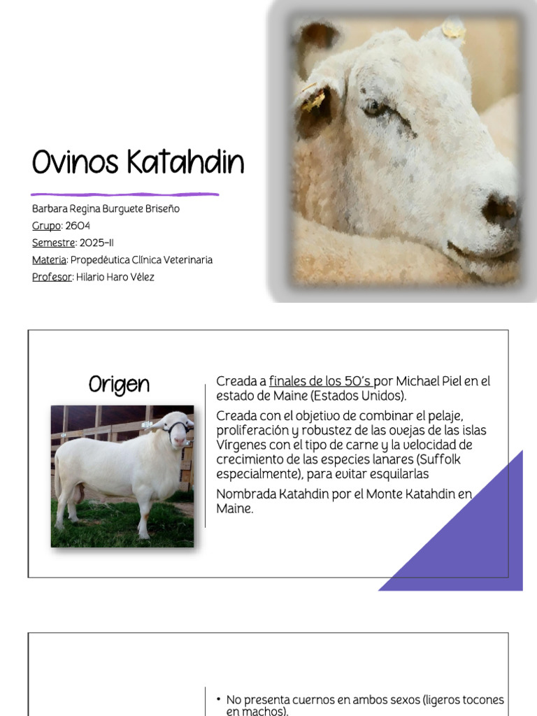 Ovinos Katadin | PDF | Oveja | Industria de alimentos