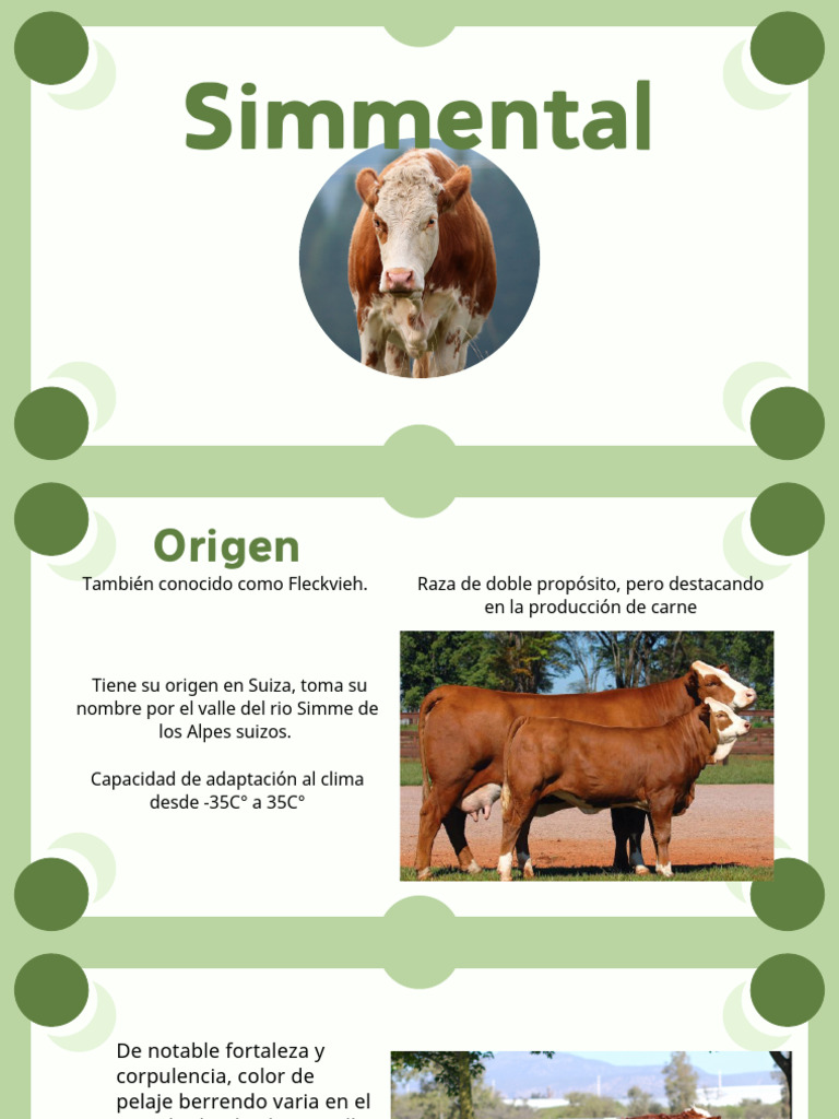 Simmental | PDF