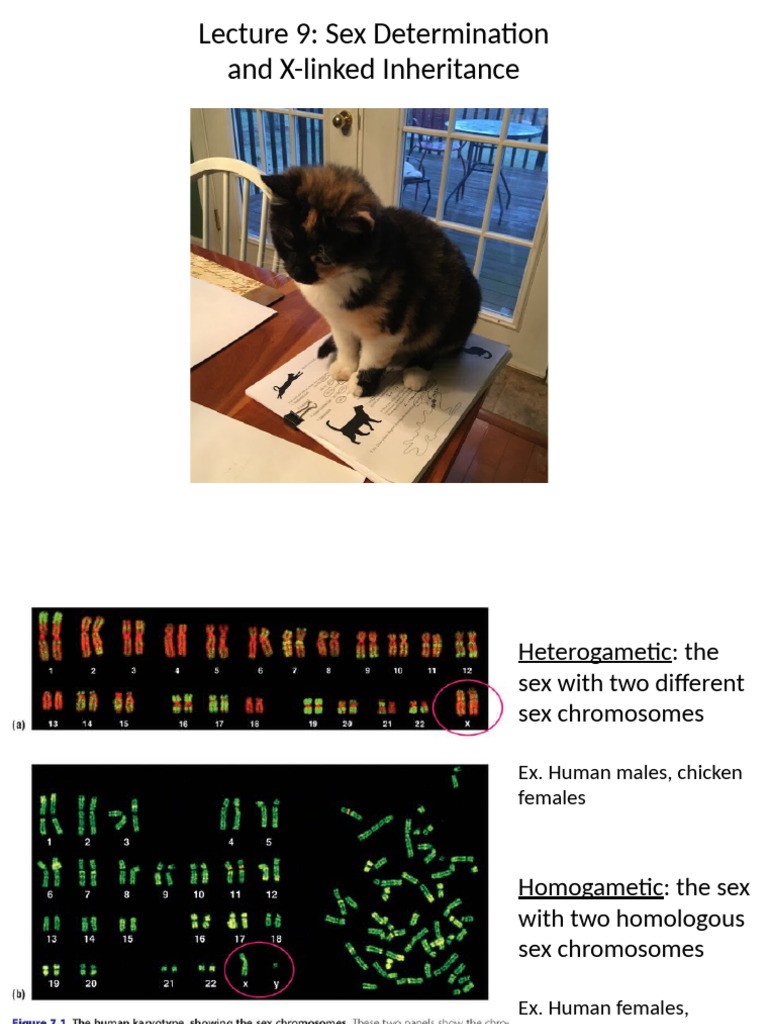 Lecture 9 Sex Linked Inheritance Pdf Sex Genetics 7353