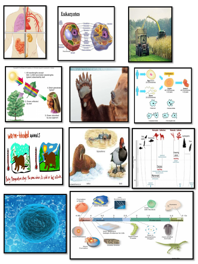 Earth and Life 1 | PDF