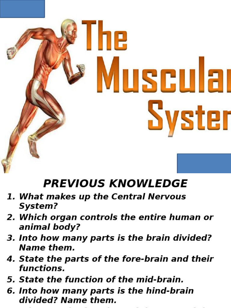 MUSCULAR SYSTEM | PDF