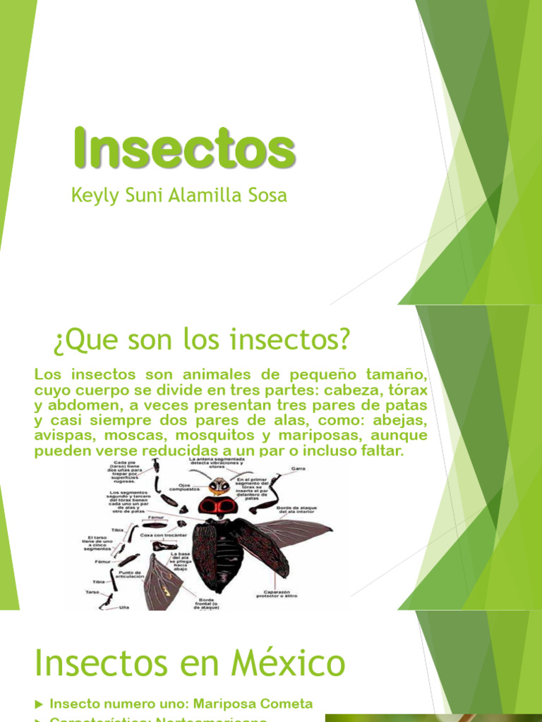 Insectos de México: Variedades y Hábitats | PDF | Lepidópteros | Insectos