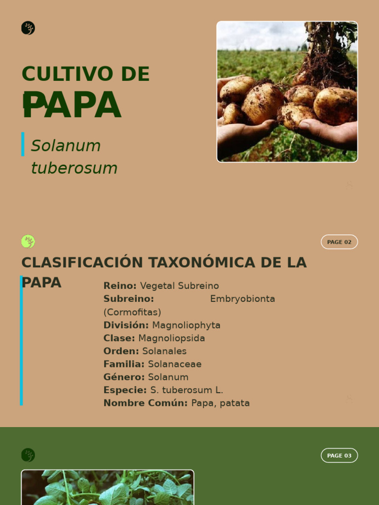 Papa | PDF | Patata | Tallo de la planta