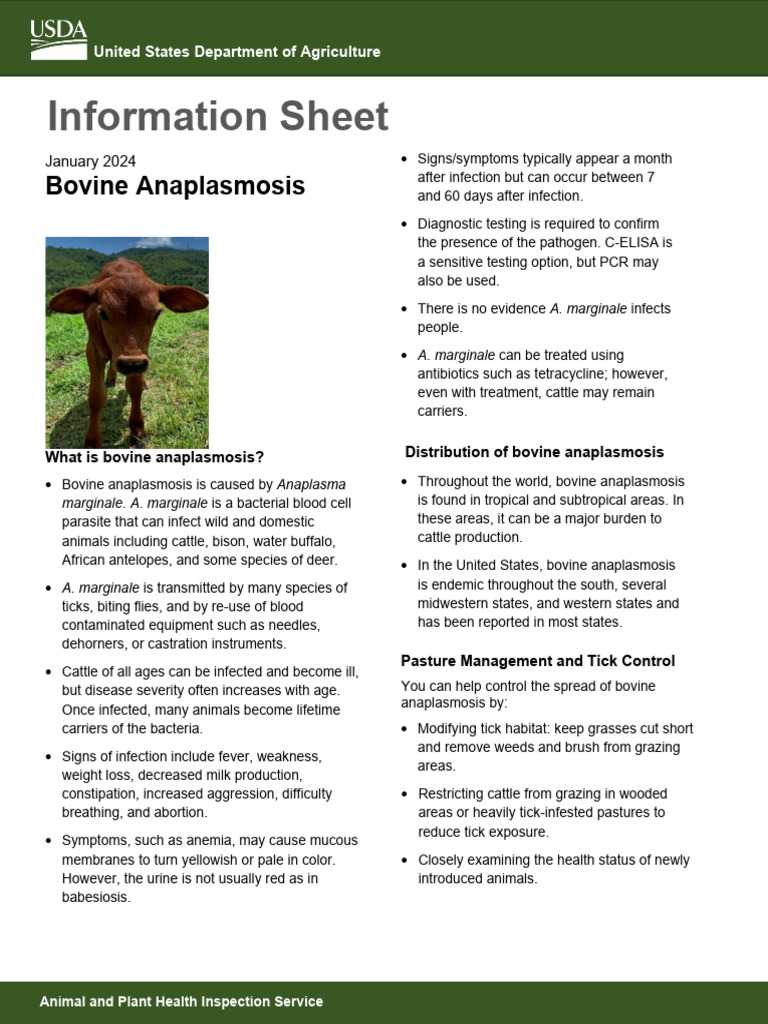 Bovine Anaplasmosis Infosheet | PDF | Microbiology
