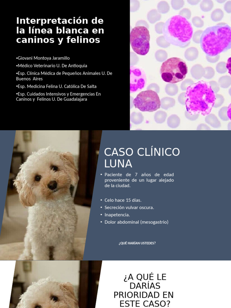 Interpretación de La Línea Blanca | PDF | Leucocito | Especialidades Medicas