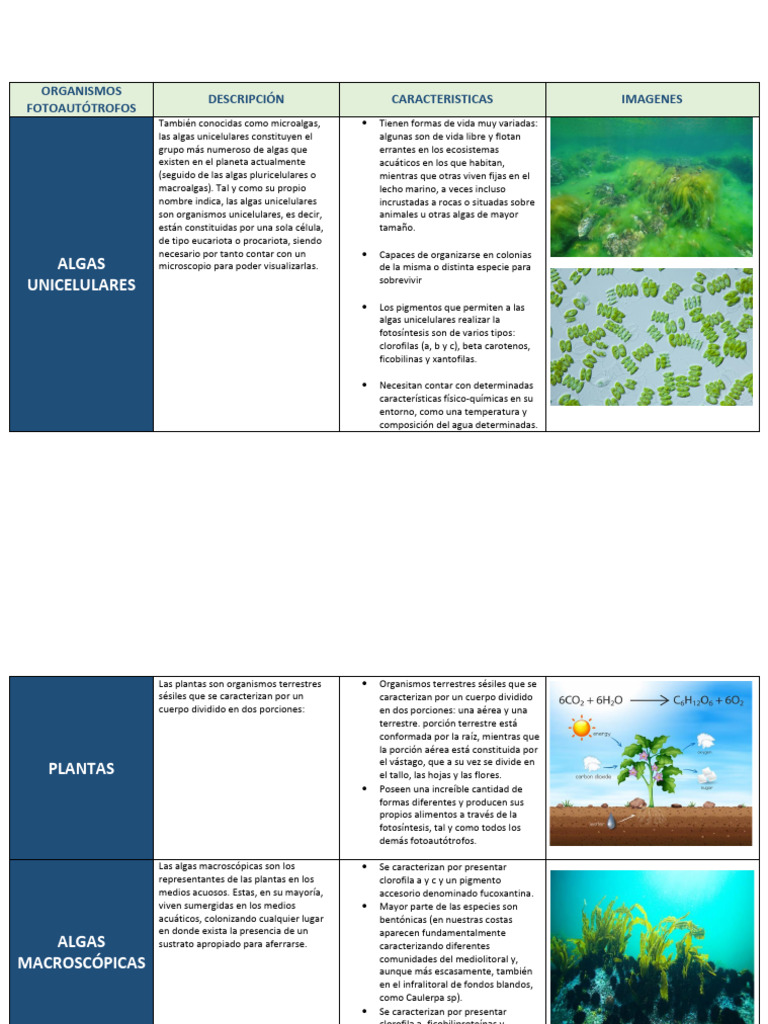 ORGANISMOS FOTOAUTÓTROFOS | PDF | Algas | Plantas