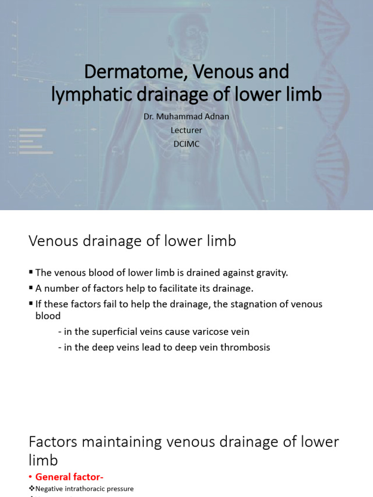 Venous and Lymphatic Drainage of Leg | PDF | Vein | Human Leg