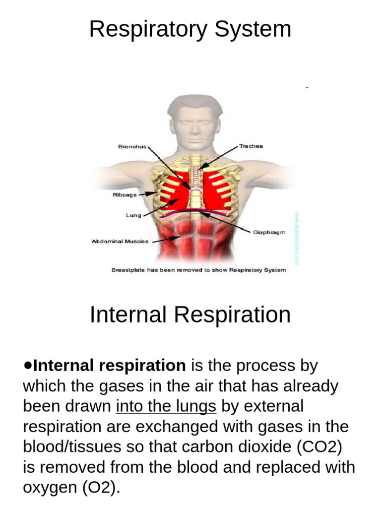 Understanding the Respiratory System | PDF | Lung | Respiratory System