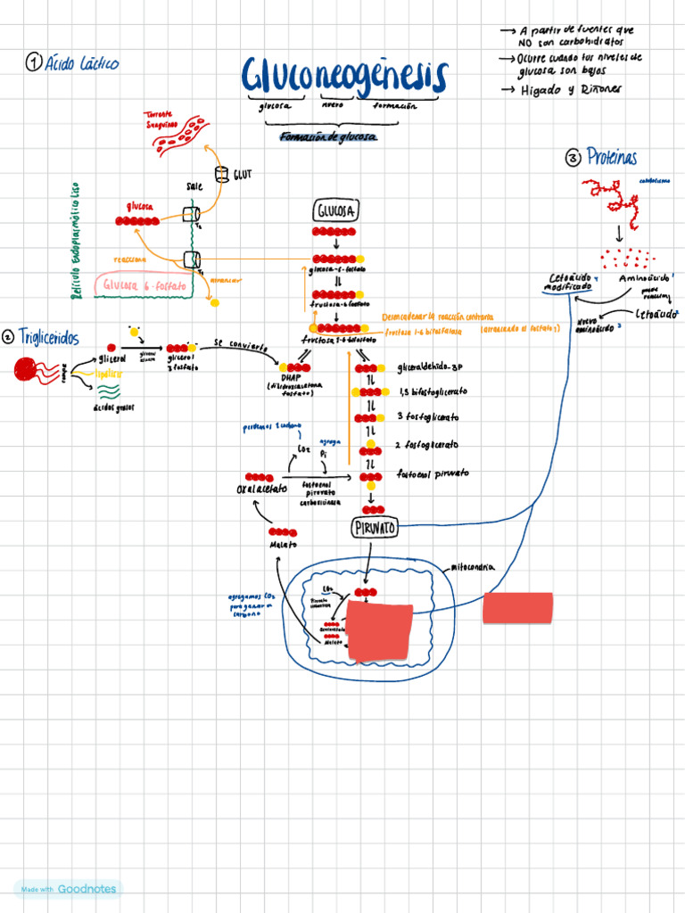 Gluconeogénesis | PDF | Bioquímica | Química