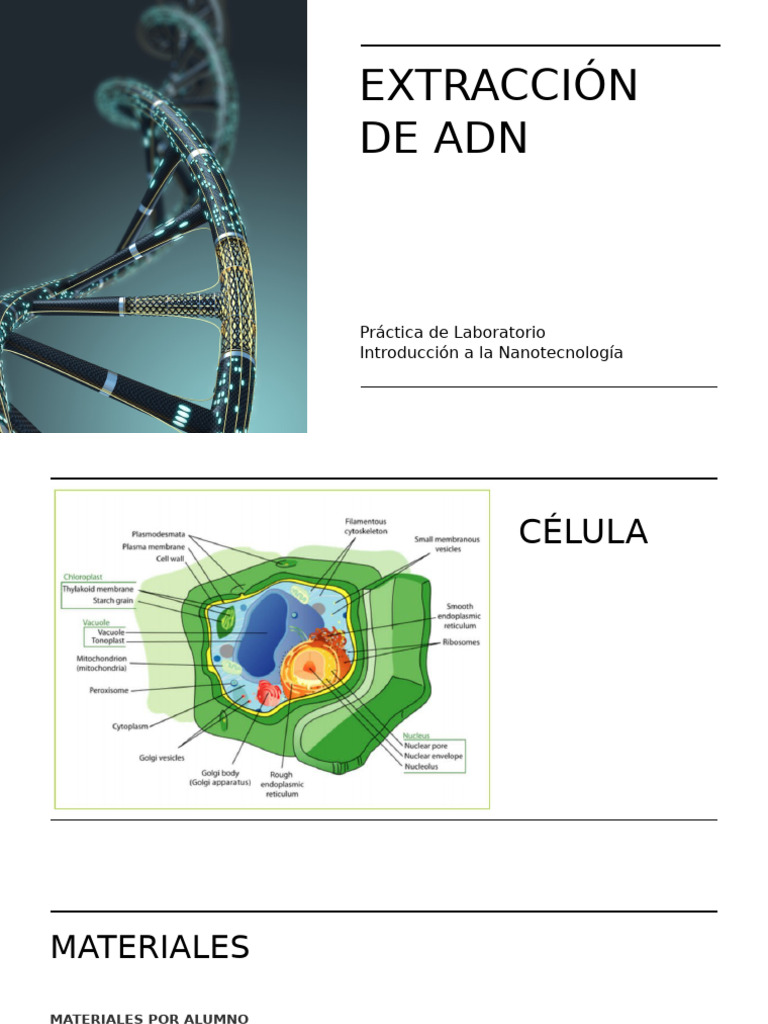 Extracción de ADN | PDF