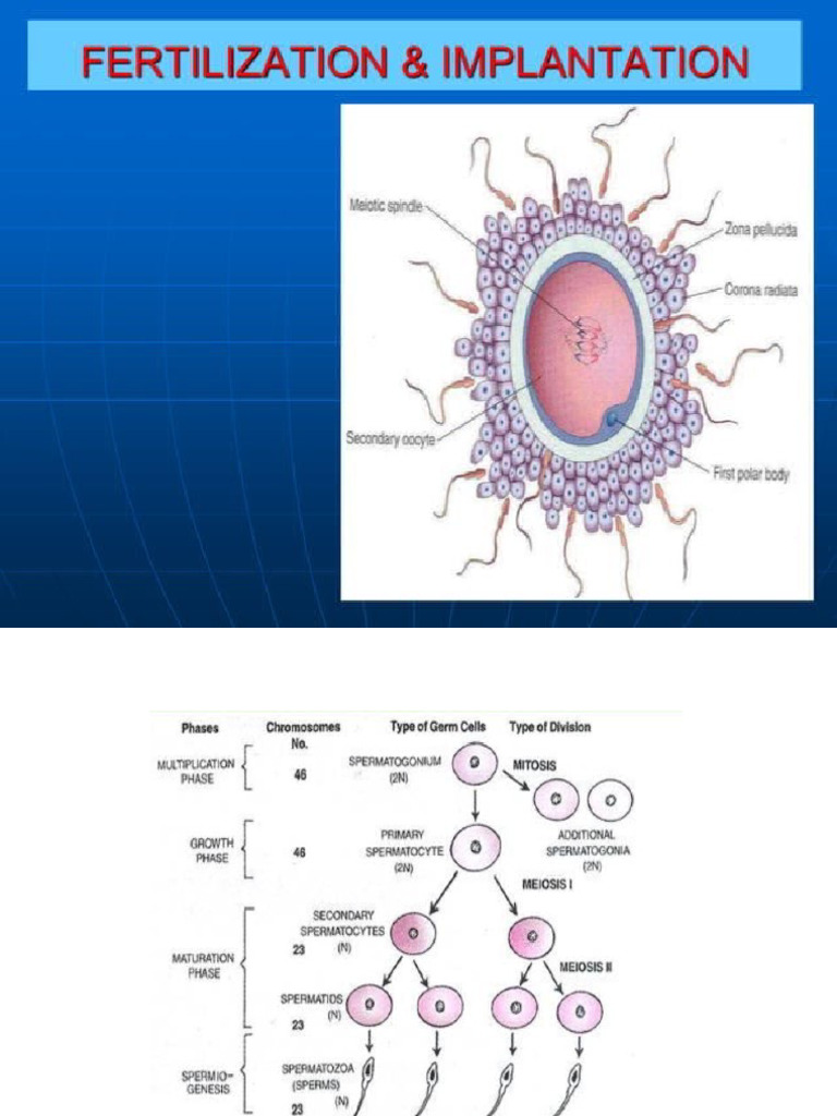 Fertilization and Implantation | PDF