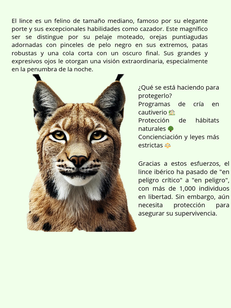 El Lince Es Un Felino de Tamaño Mediano, Famoso Por Su Elegante Porte y ...