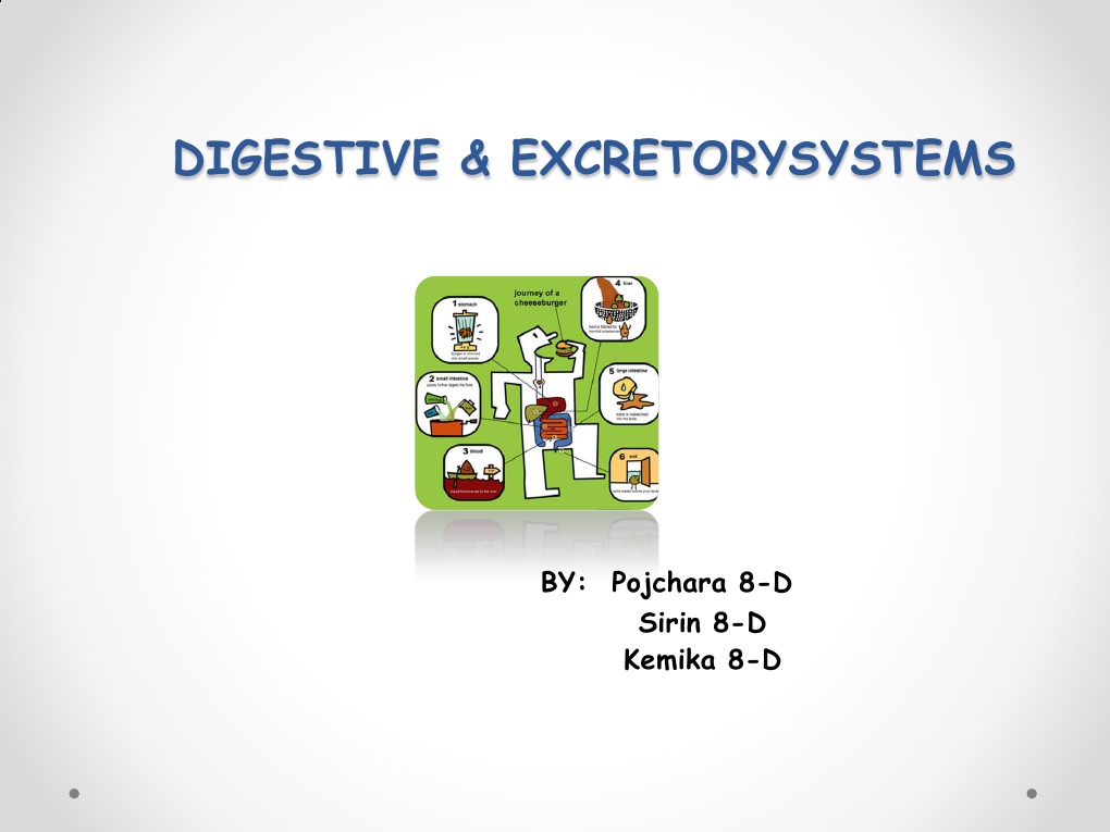 Digestive and Excretory Systems Overview | PDF