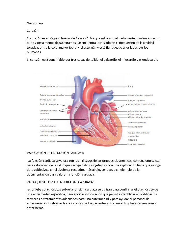 Clase Quirurica | PDF | Corazón | Vena