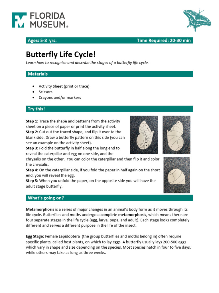Butterfly-Life-Cycle | PDF | Pupa | Butterfly