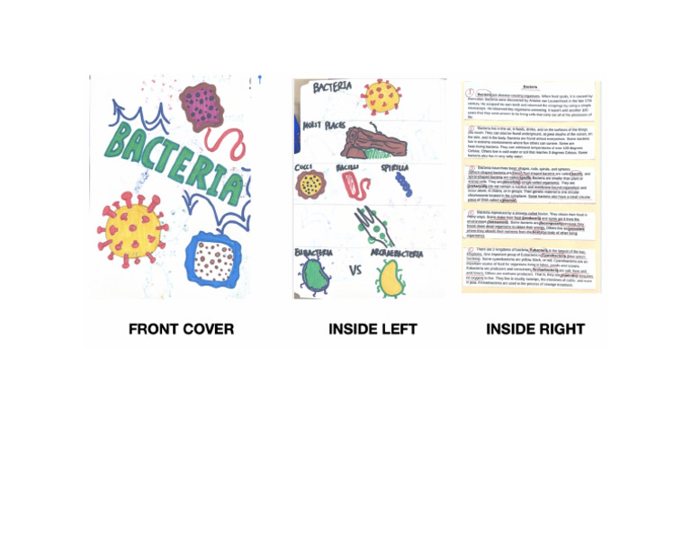 Interactive Sample - Bacteria | PDF