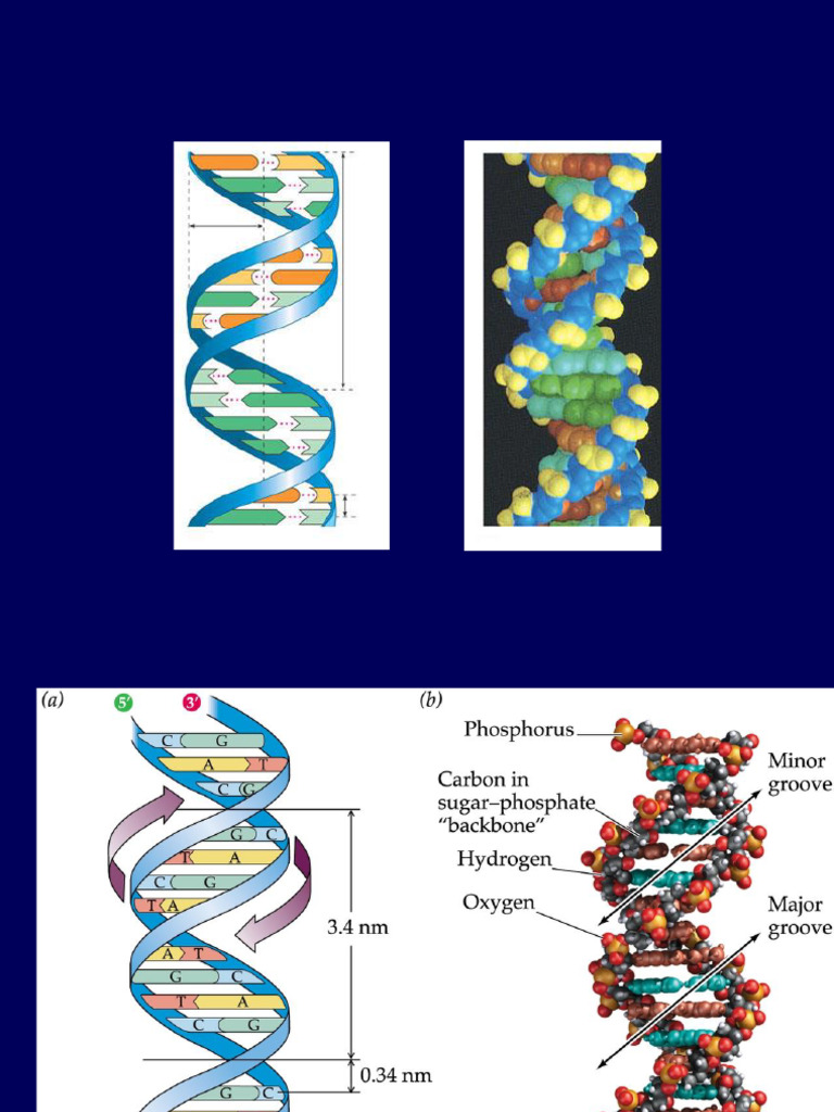 Translation: Amino Acid Addition Process | PDF | Translation (Biology ...