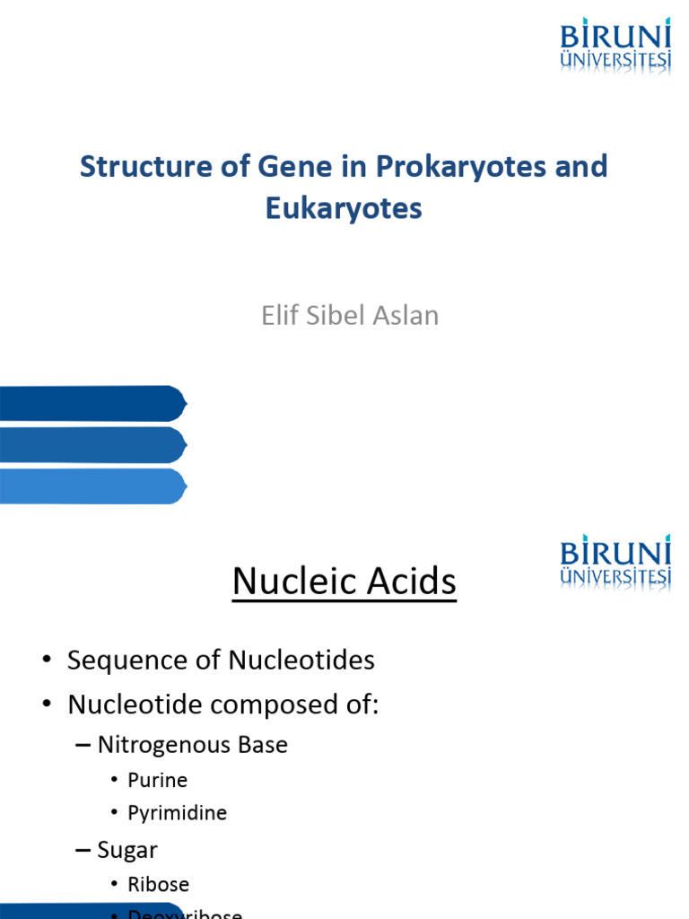 7-Structure of Gene in Prokaryotes and Eukaryotes | PDF | Operon | Gene