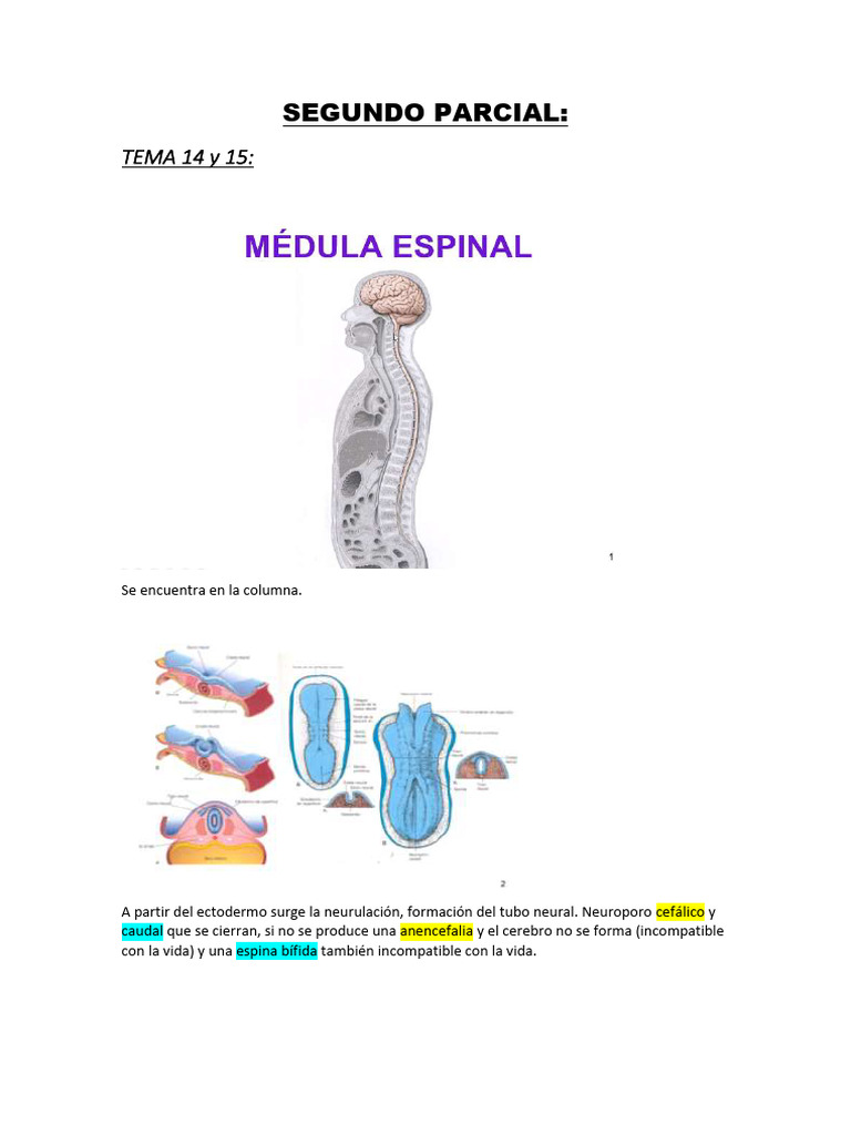 Segundo Parcial:: TEMA 14 y 15 | PDF | Médula espinal | Neurona motora