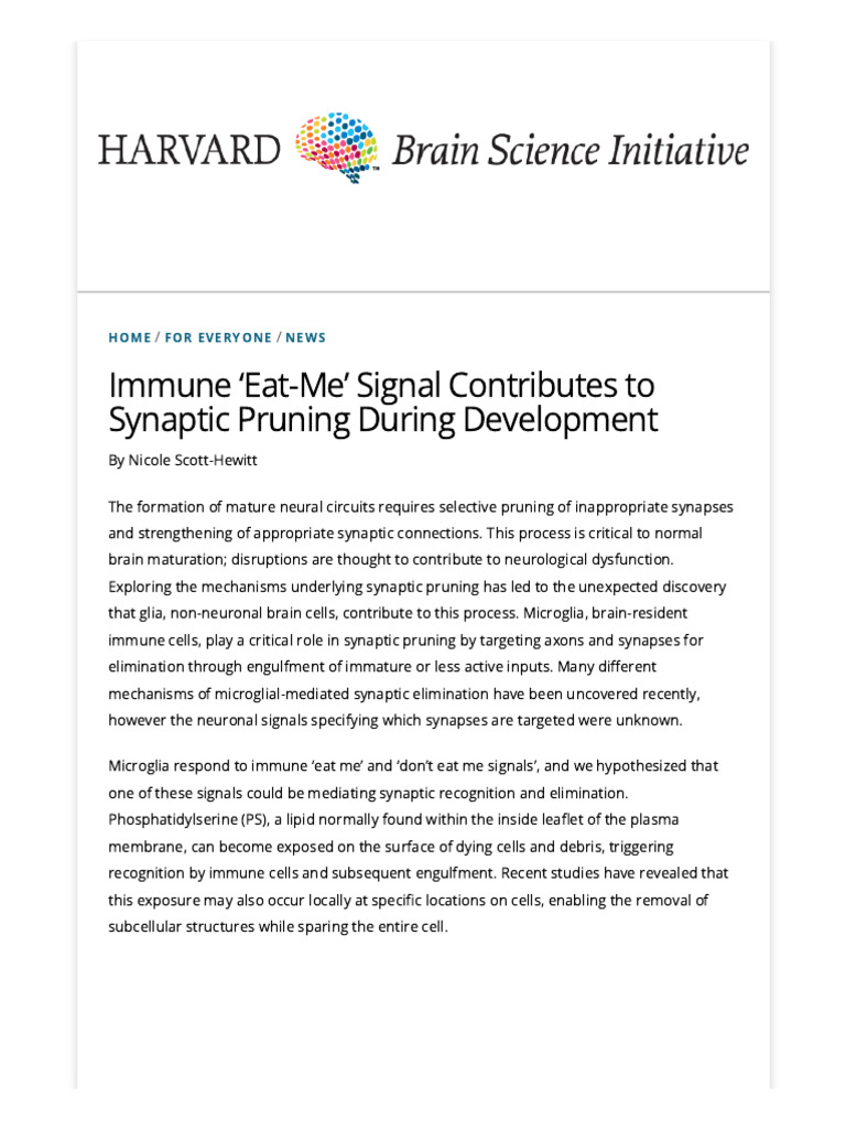 Immune 'Eat-Me' Signal Contributes to Synaptic Pruning During ...