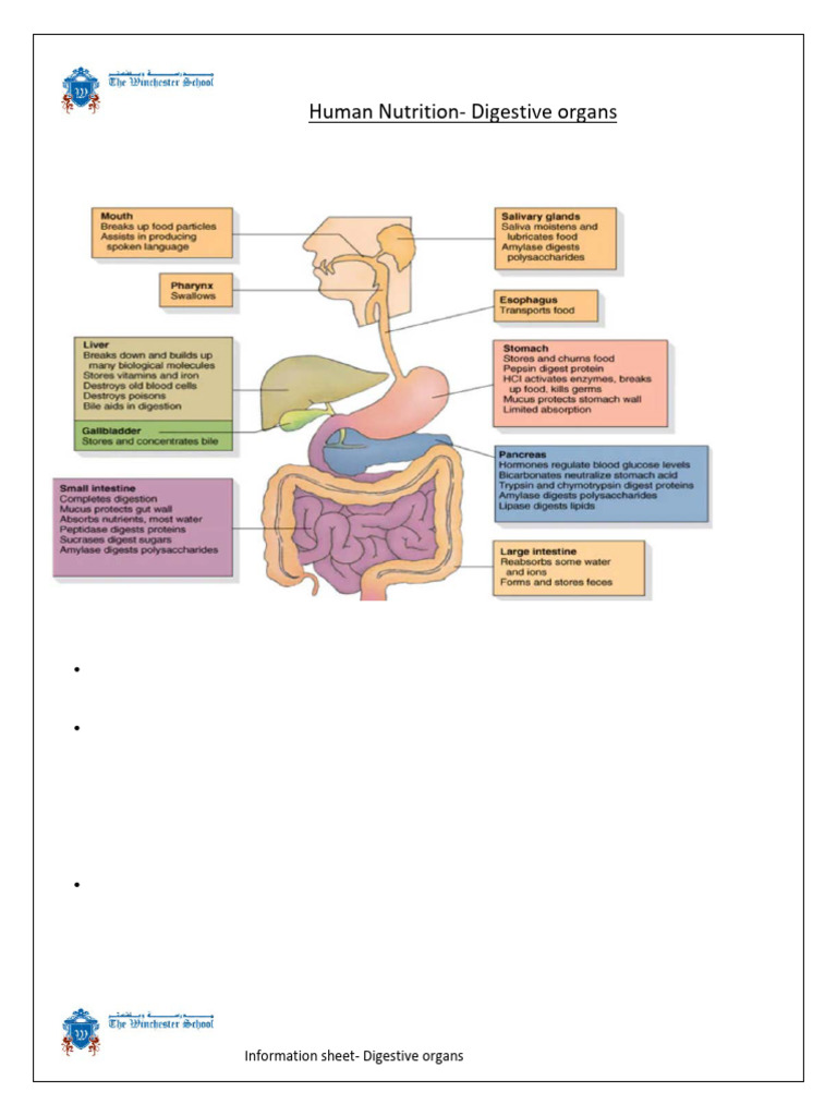Human Digestive System Overview | PDF | Digestion | Human Digestive System