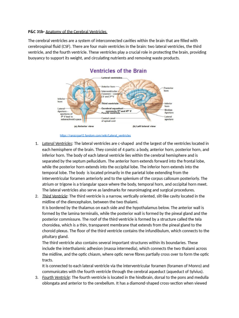 Anatomy of Cerebral Ventricles | PDF | Cerebrospinal Fluid | Nervous System