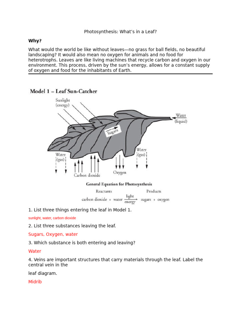 What Is A Leaf | PDF | Leaf | Stoma