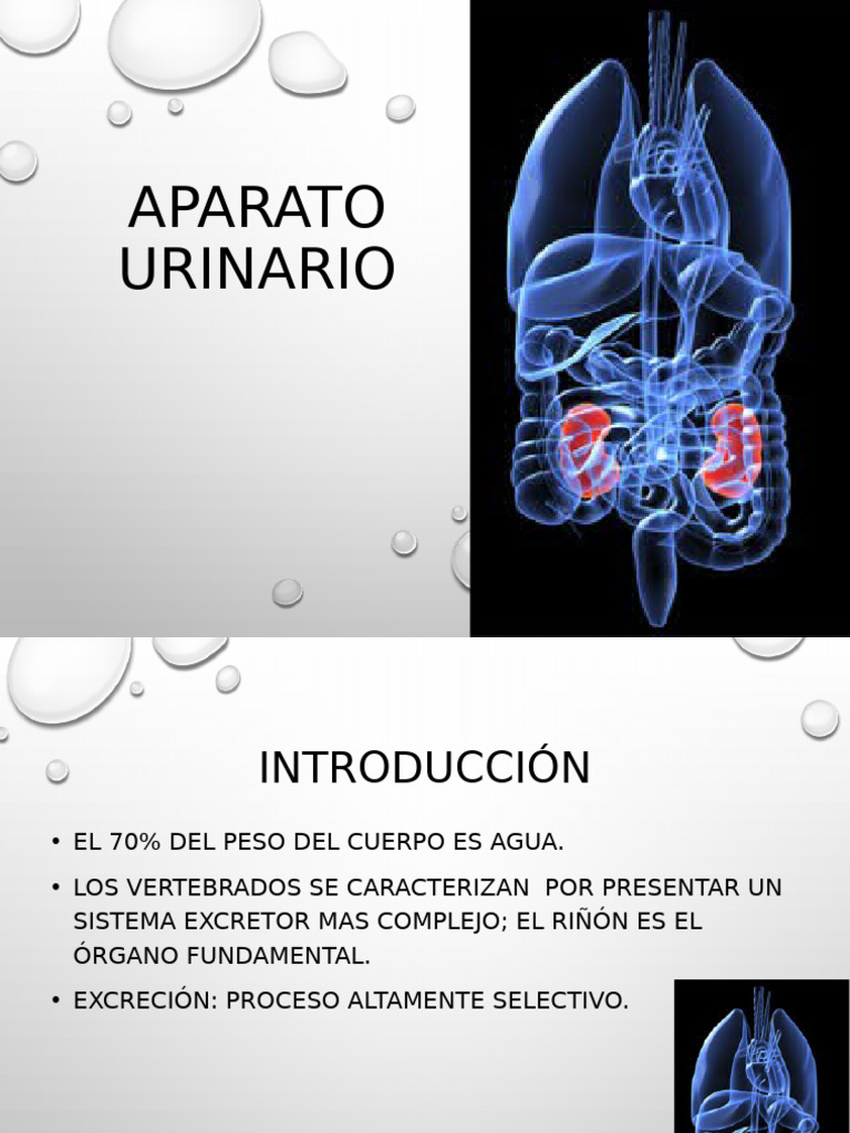 Aparato Urinario | PDF | Riñón | Sistema urinario