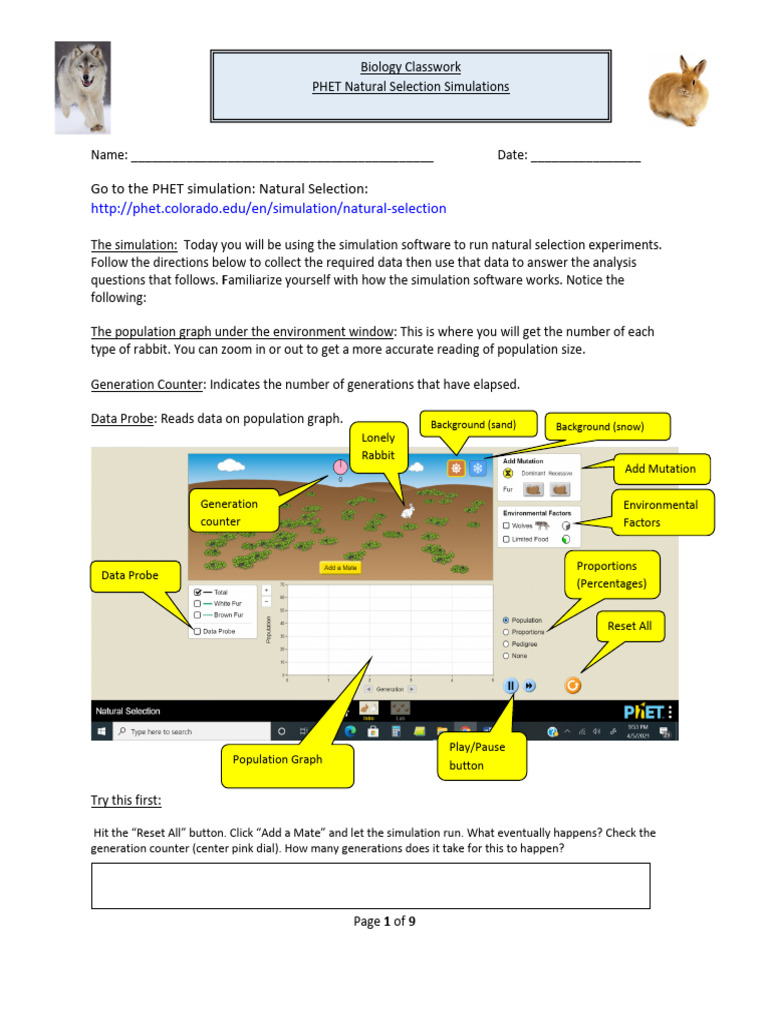 Natural Selection_PHET Directions PDF (2) | PDF | Tooth | Rabbit