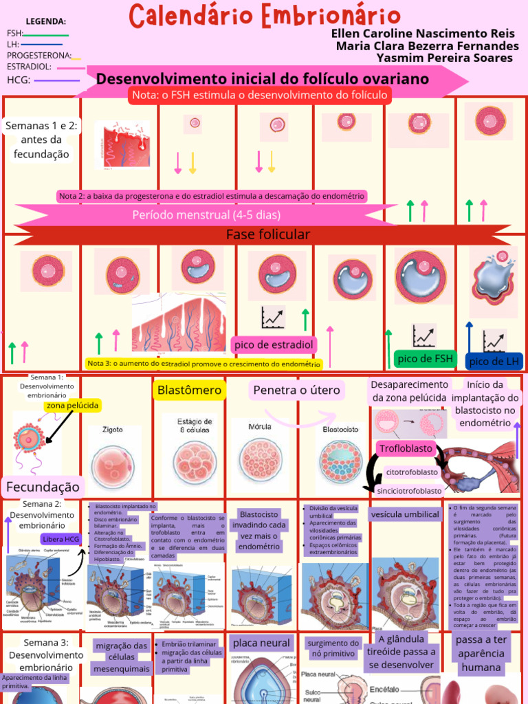 Calendário Embrionário- final | PDF | Anatomia | Sistema reprodutivo