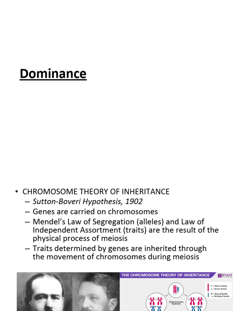 Genetics Timeline: Dominance Explained | PDF