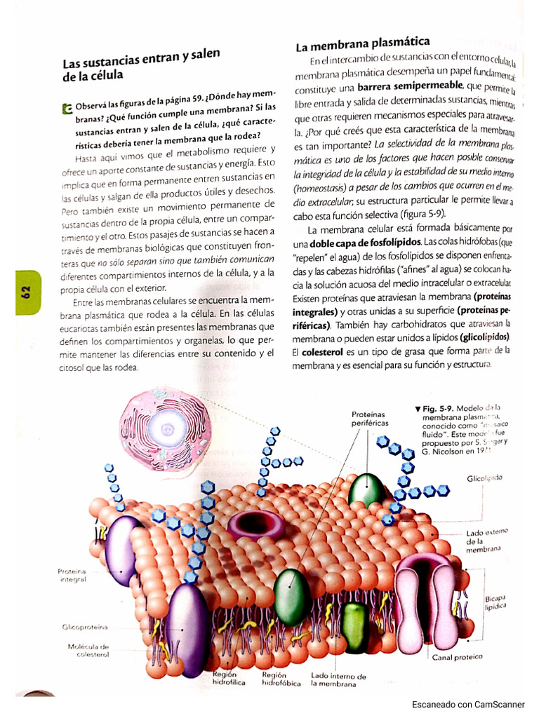 Apunte - Transporte A Trav-S de La Membrana | PDF