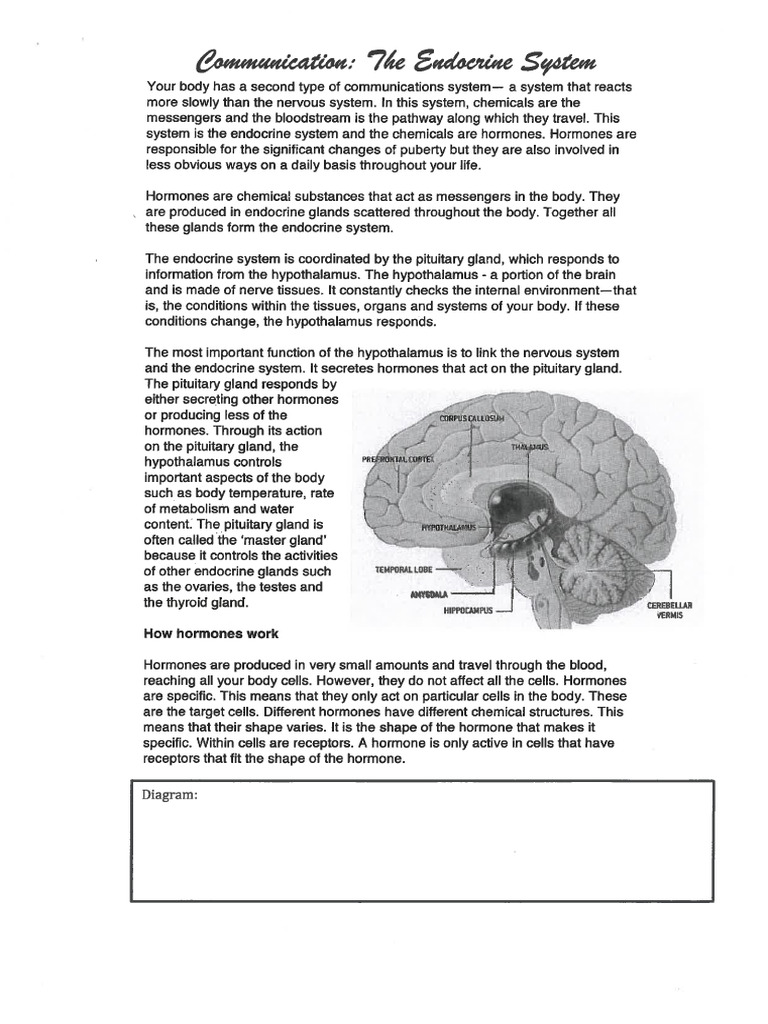 Endocrine System Booklet | PDF